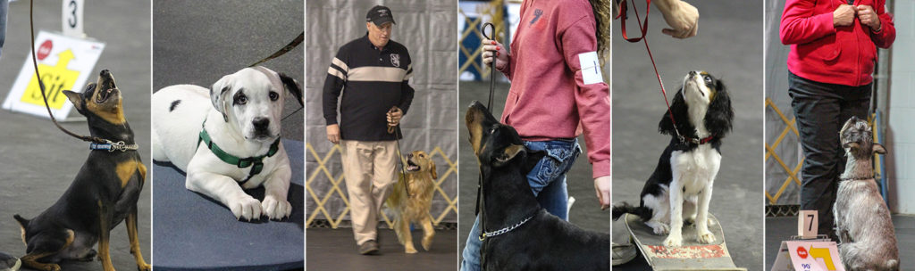 Classes – Companion Dog Training Club of Flint