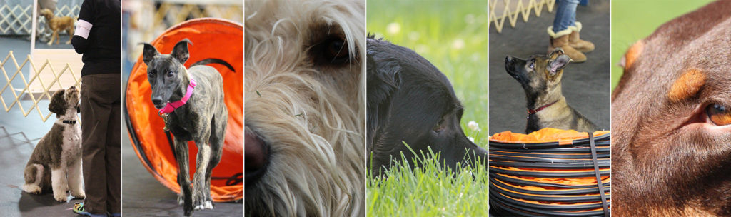Companion Dog Training Club of Flint